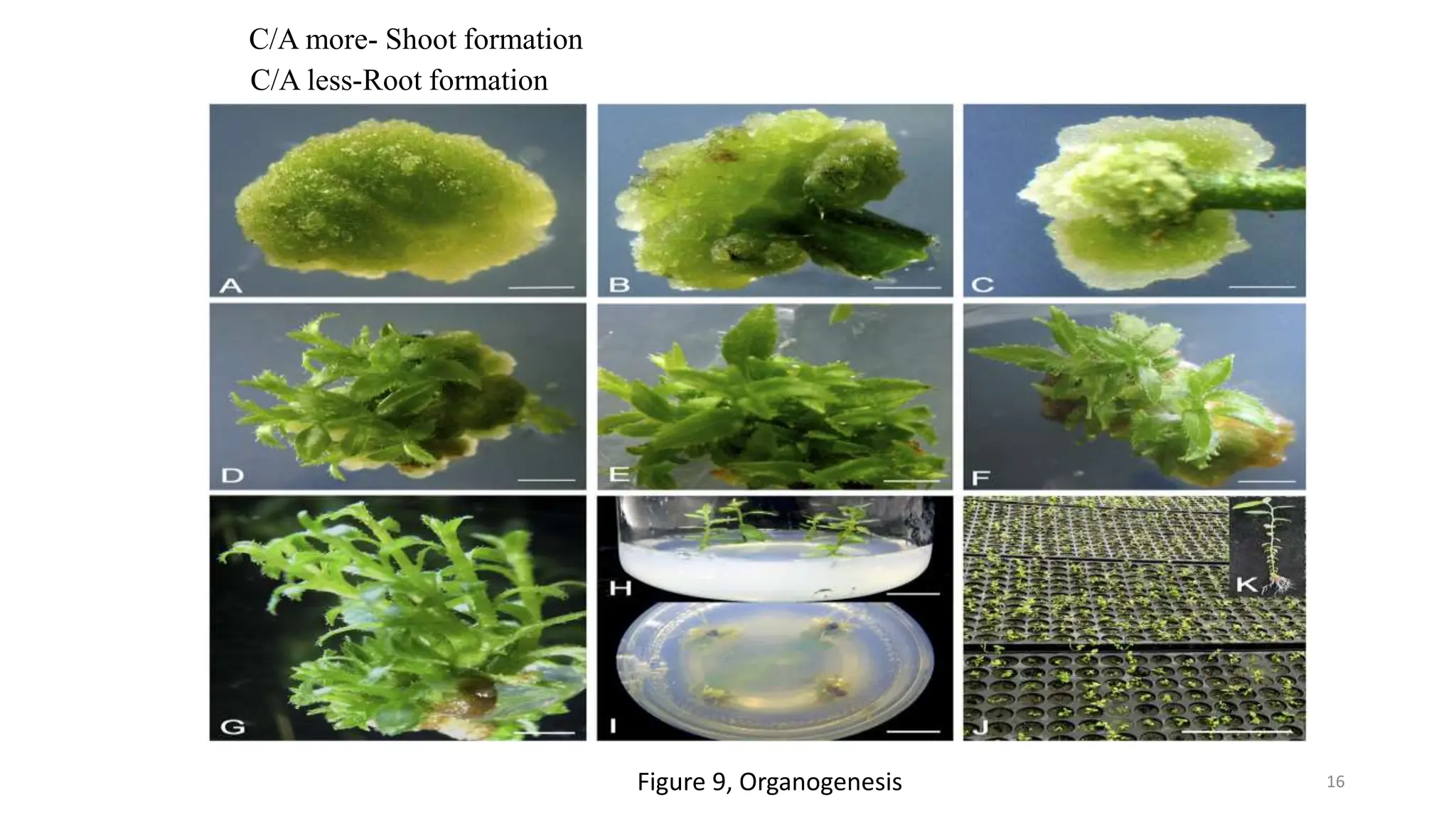 Plant Tissue culture., Plasticity, Totipotency, pptx | PPTX