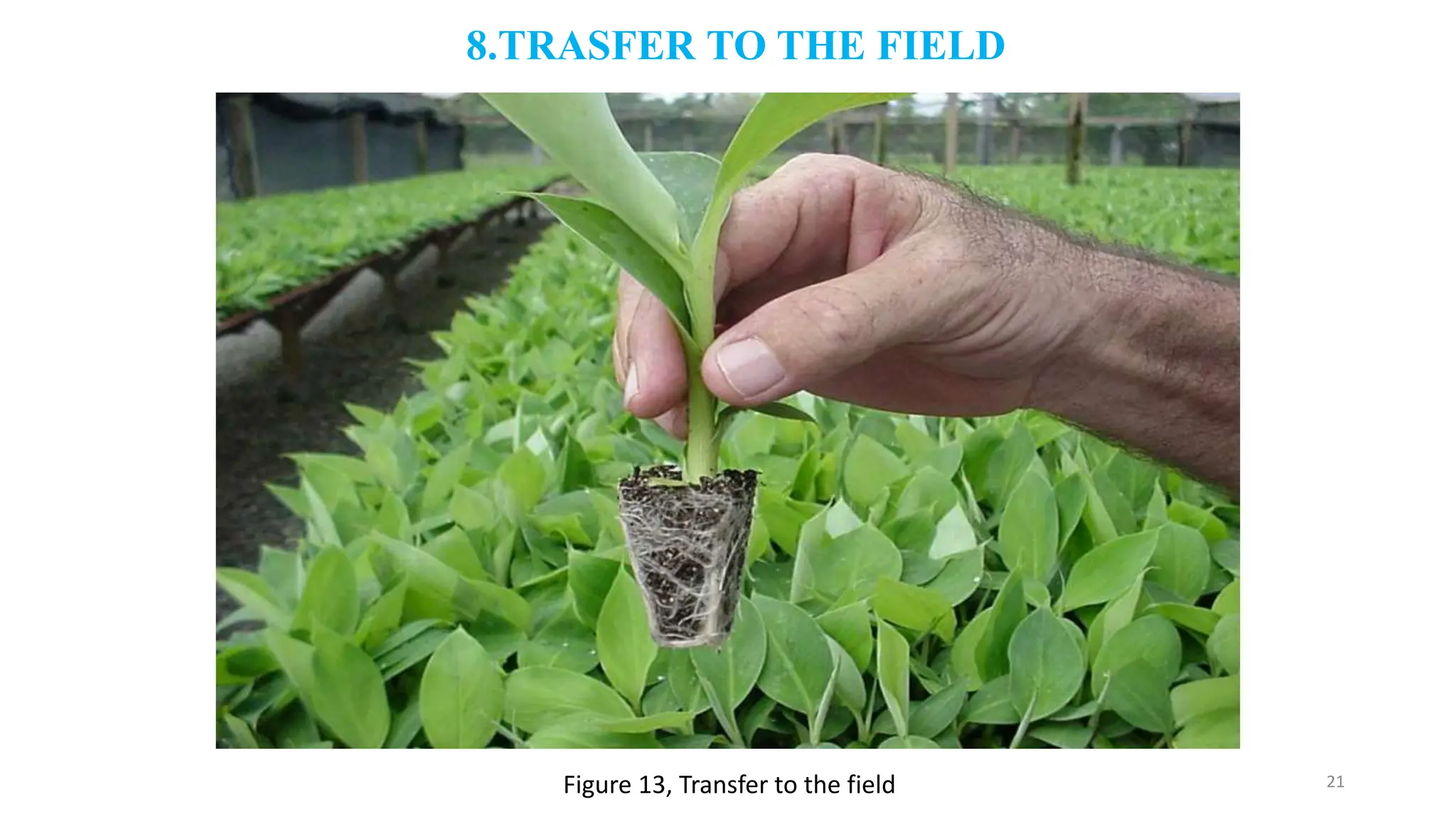 Plant Tissue culture., Plasticity, Totipotency, pptx | PPTX