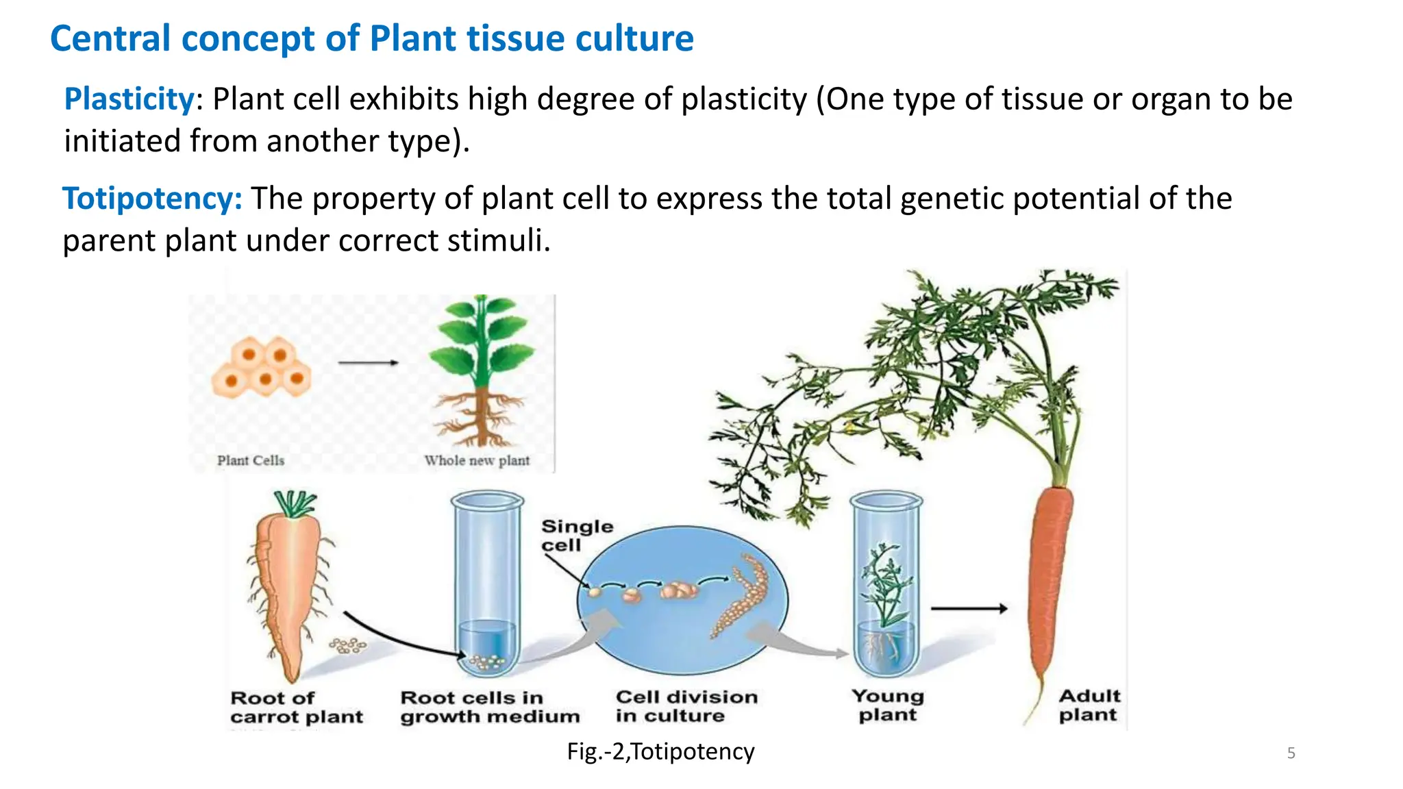Plant Tissue culture., Plasticity, Totipotency, pptx | PPTX