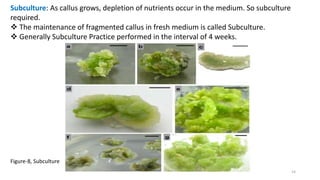 Plant Tissue culture., Plasticity, Totipotency, pptx | PPTX