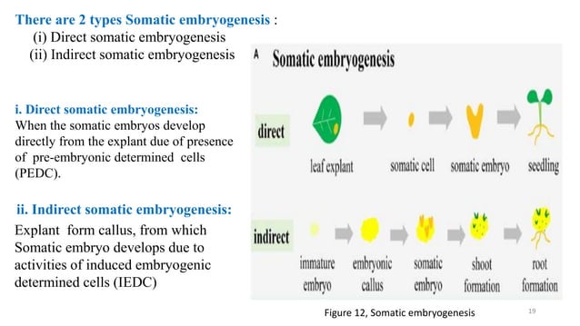 Plant Tissue culture., Plasticity, Totipotency, pptx | PPTX ...