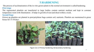 Plant Tissue culture., Plasticity, Totipotency, pptx | PPTX