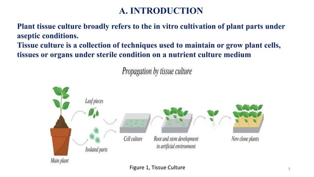 Plant Tissue culture., Plasticity, Totipotency, pptx | PPTX ...