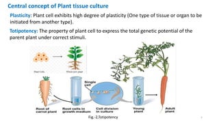 Plant Tissue culture., Plasticity, Totipotency, pptx | PPTX