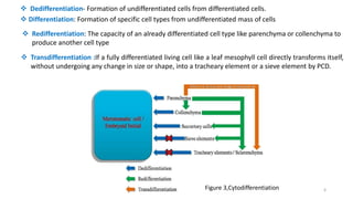 Plant Tissue culture., Plasticity, Totipotency, pptx | PPTX