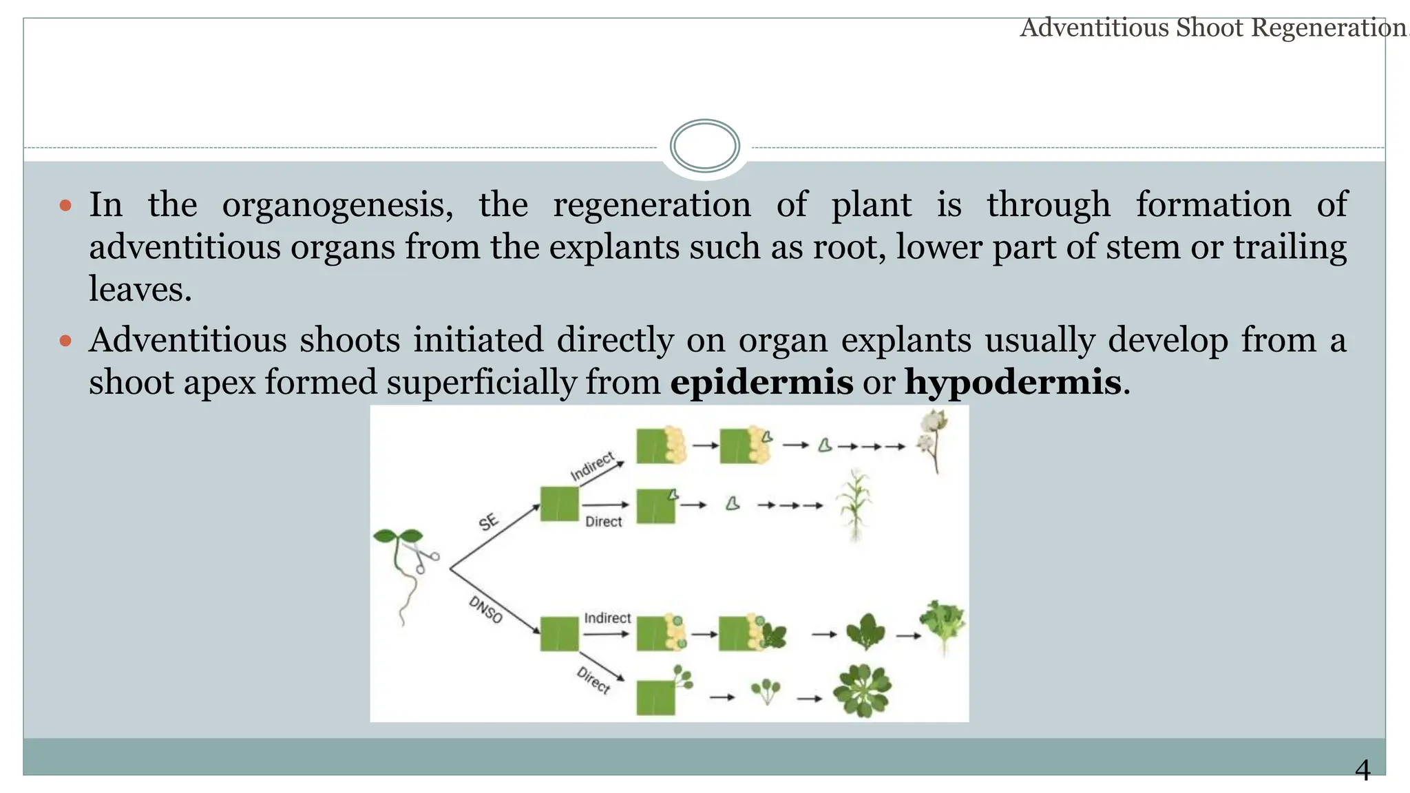 Adventitious shoot regeneration.....pptx