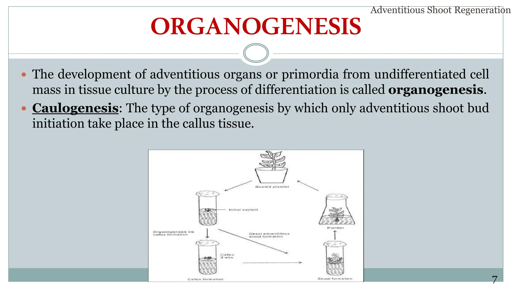 Adventitious shoot regeneration.....pptx