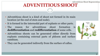 Adventitious shoot regeneration.....pptx