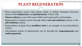 Adventitious shoot regeneration.....pptx