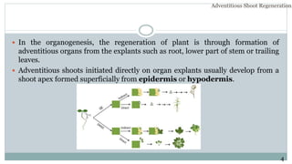Adventitious shoot regeneration.....pptx