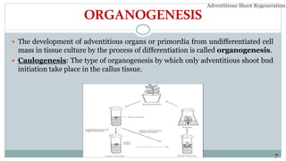 Adventitious shoot regeneration.....pptx