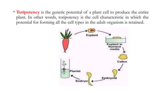 PLANT TISSUE CULTURE SEM 3 PHARMACOGNOSY AND PHYTOCHEMISTRY-I | PPT