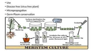 Plant tissue culture.pptx Pharmacognosy & Phytochemistry-I (BP405T ...