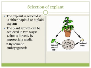 Plant tissue culture | PPTX
