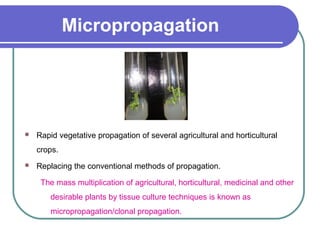 Plant tissue culture | PPT