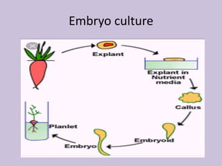 Plant tissue culture application | PPTX