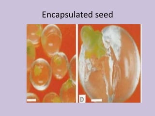 Plant tissue culture application | PPTX