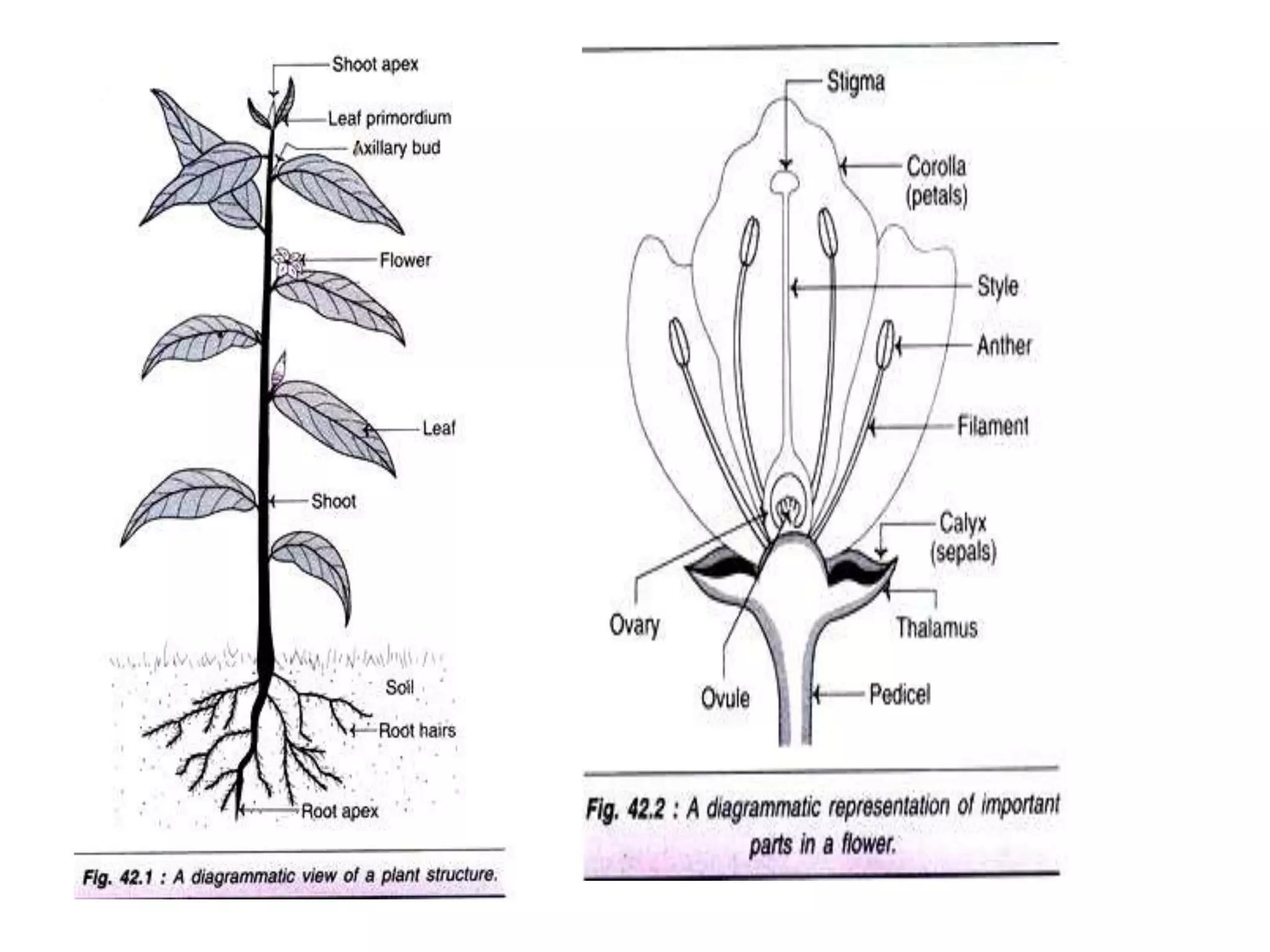 Plant tissue culture general introduction | PPTX