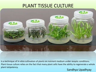 Plant tissue culture introduction | PPTX