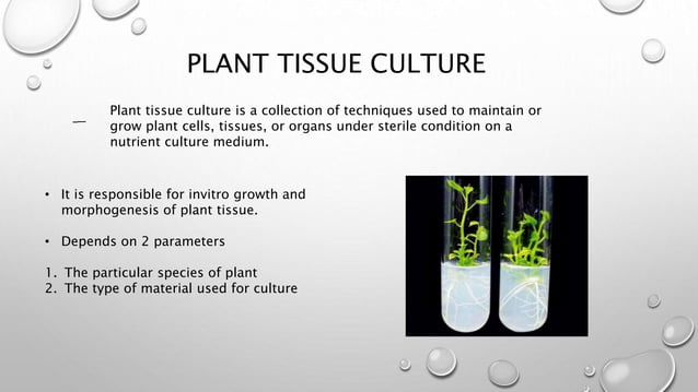 Plant tissue culture media | PPTX