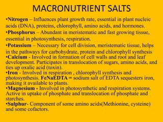Plant tissue cultur eppt | PPTX | Gardening | Home & Garden