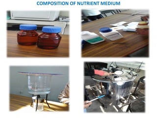 Plant tissue culture ppt | PPT