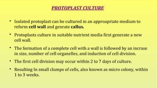 Protoplast Culture (Plant tissue culture) pptx | PPTX