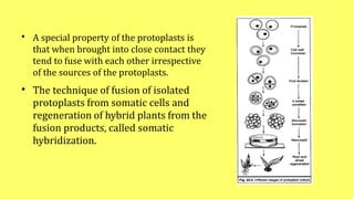 Protoplast Culture (Plant tissue culture) pptx | PPTX