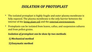 Protoplast Culture (Plant tissue culture) pptx | PPTX