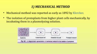 Protoplast Culture (Plant tissue culture) pptx | PPTX