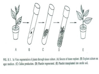 Plant Tissue Culture Explant