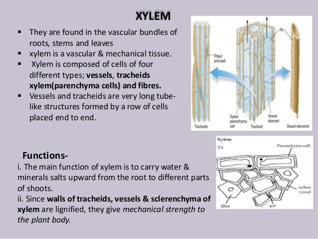 Xylem Slide