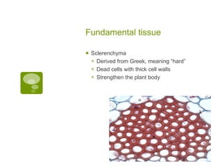 Plant tissues | PPT