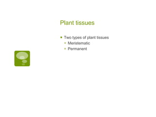 Plant tissues | PPT
