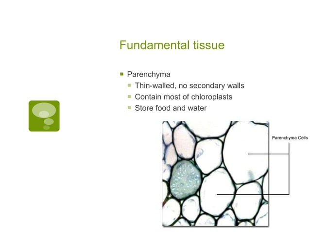 Plant tissues | PPT
