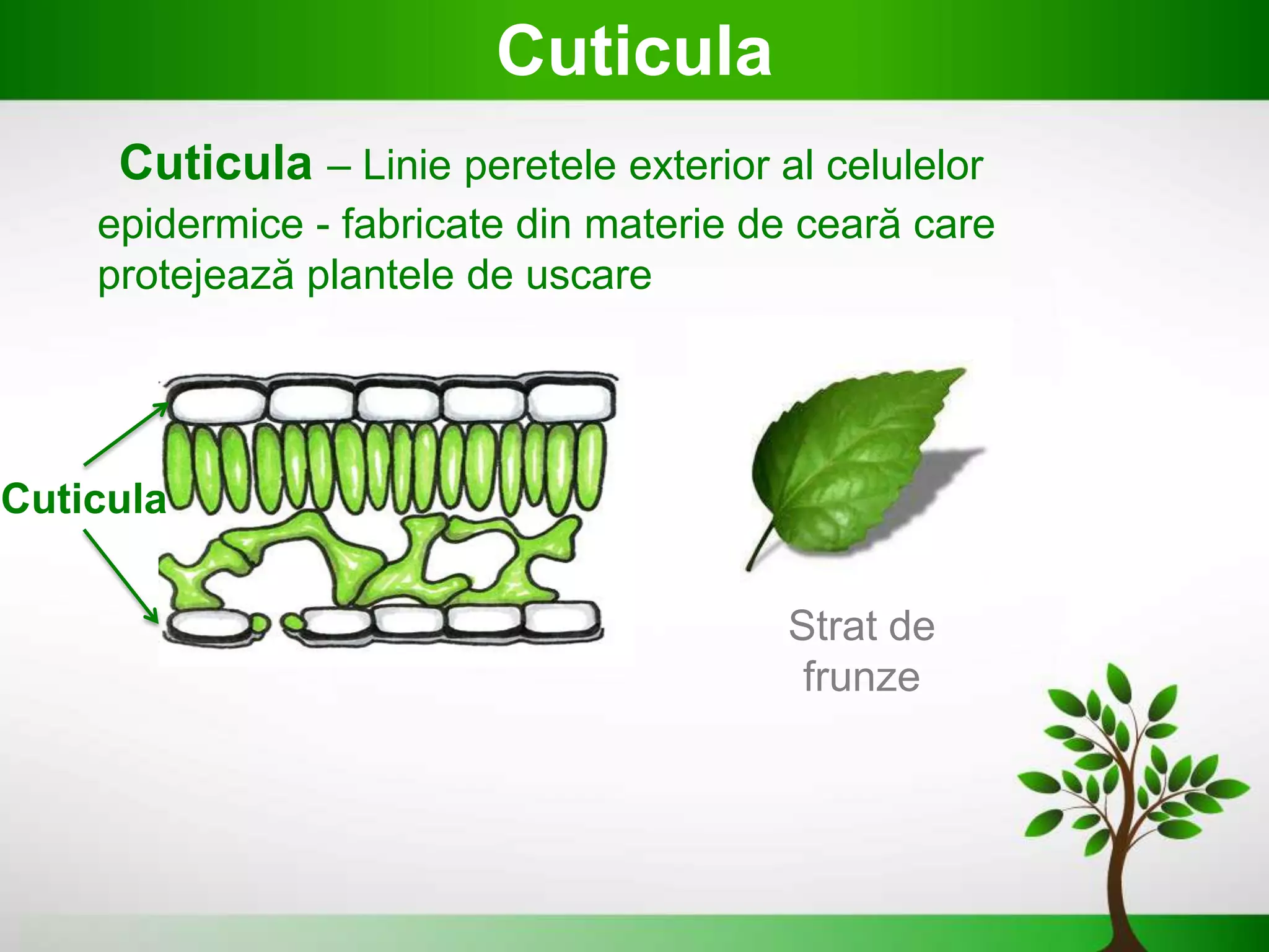 Tesuturi Vegetale | PPTX