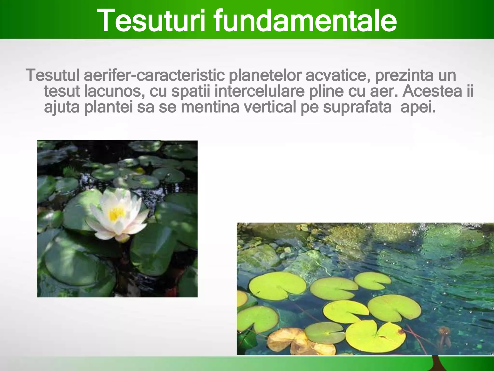 Tesuturi Vegetale | PPTX