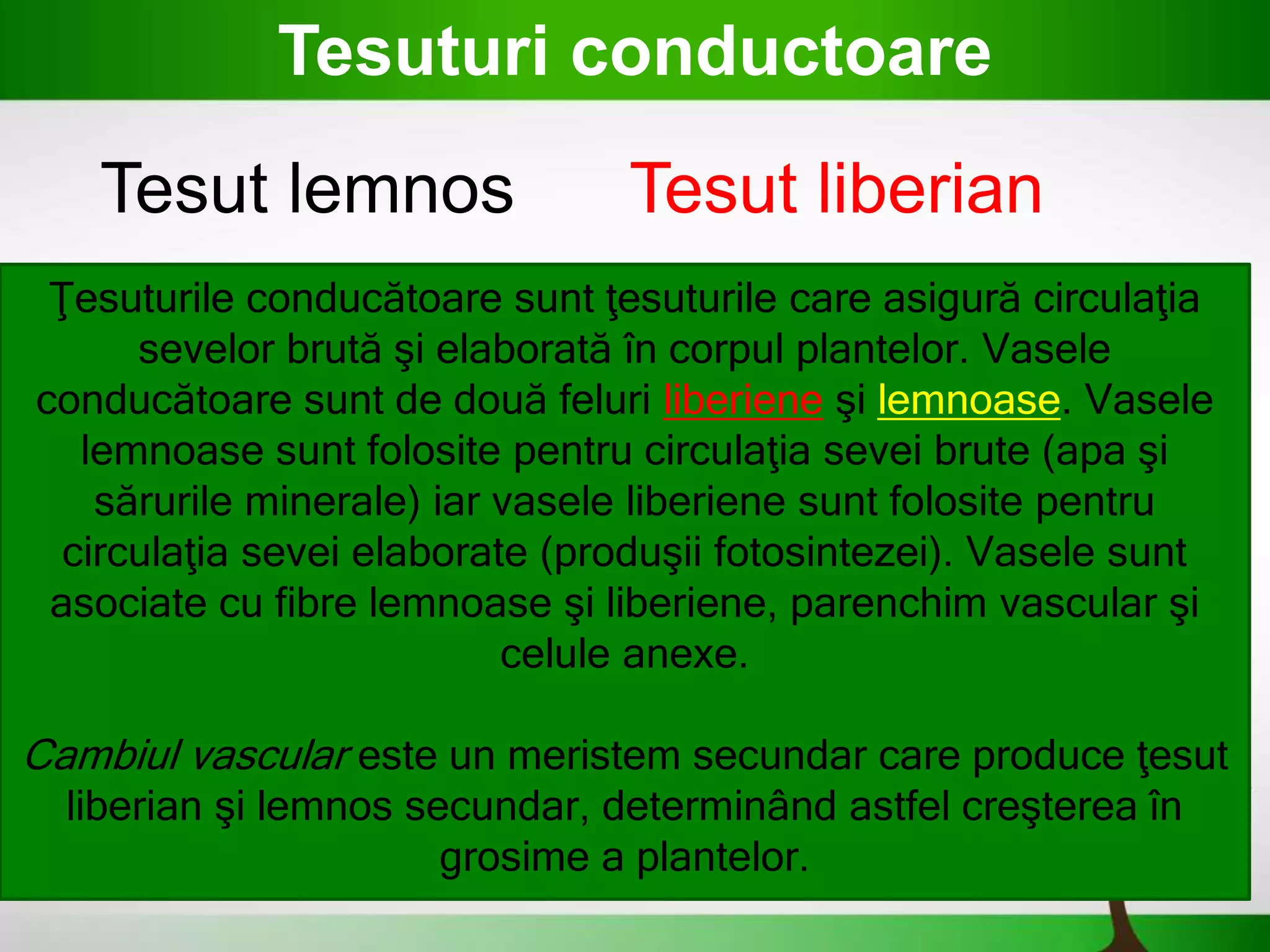 Tesuturi Vegetale | PPTX