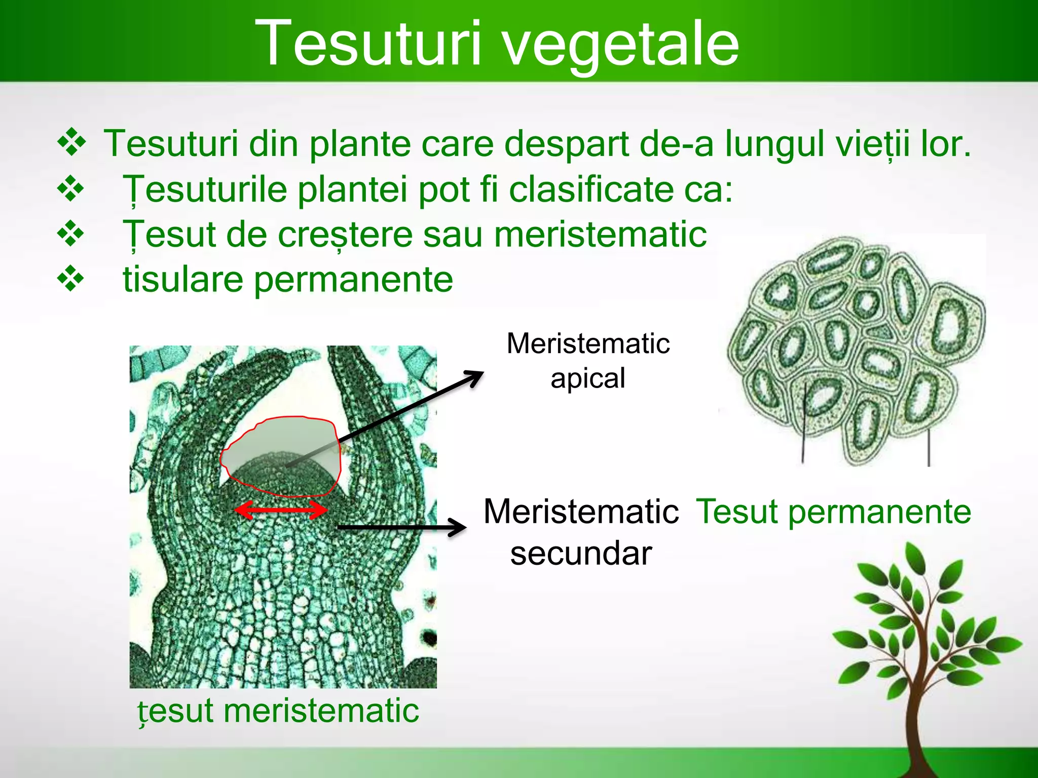 Tesuturi Vegetale | PPTX
