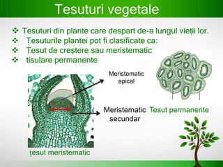 Tesuturi Vegetale | PPTX