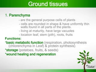Plant Tissues | PDF