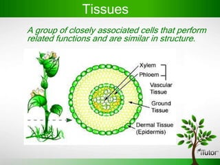 Plant Tissues | PDF