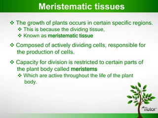 Plant Tissues | PDF