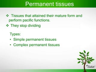 Plant Tissues | PDF