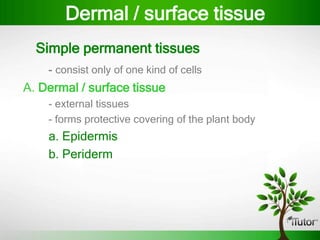 Plant Tissues | PDF