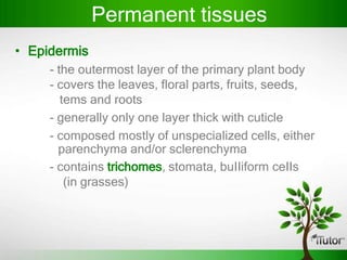 Plant Tissues | PDF
