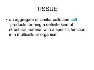 Plant tissues | PPT