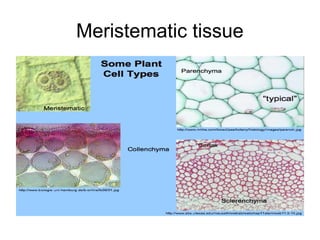 Plant tissues | PPT