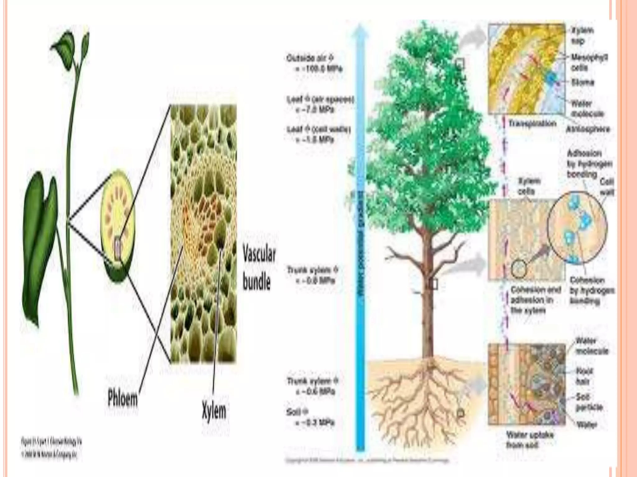 Plant tissues | PPTX