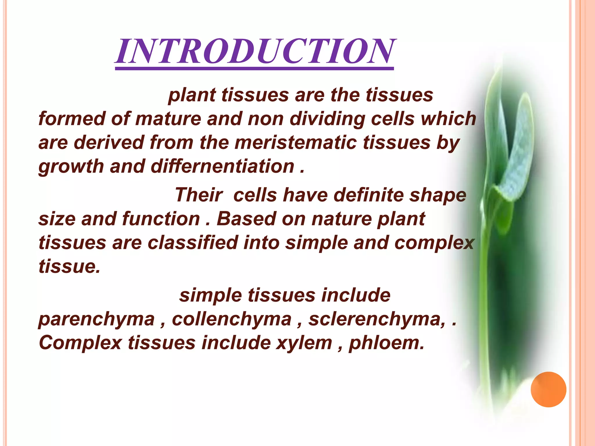 Plant tissues | PPTX